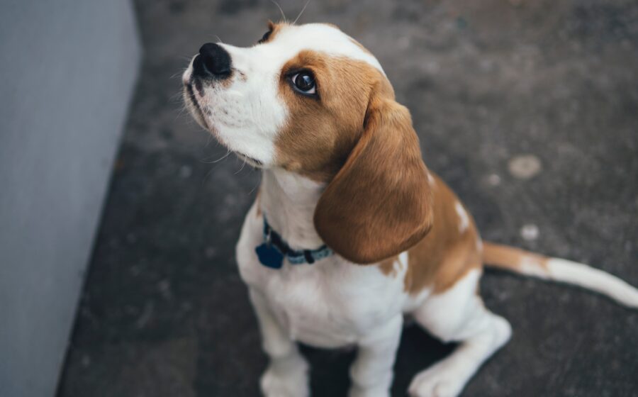 Legislators demand answers from Fauci on ‘cruel’ experiments on beagle ...